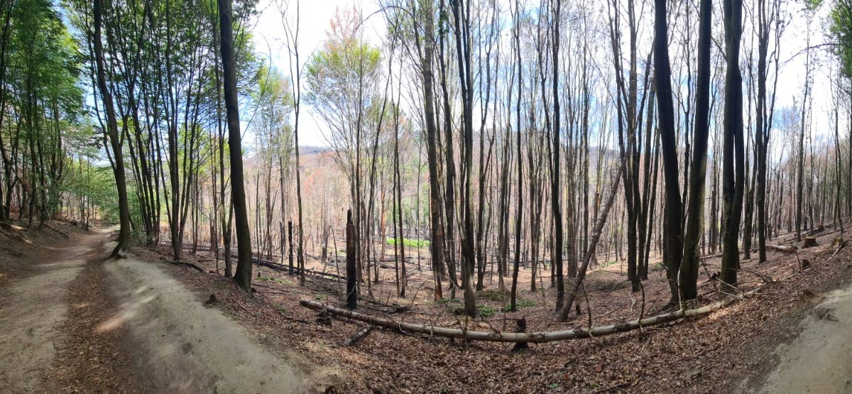 BW #26: Hot weather - by Reuven M. Lerner - Bamboo Weekly